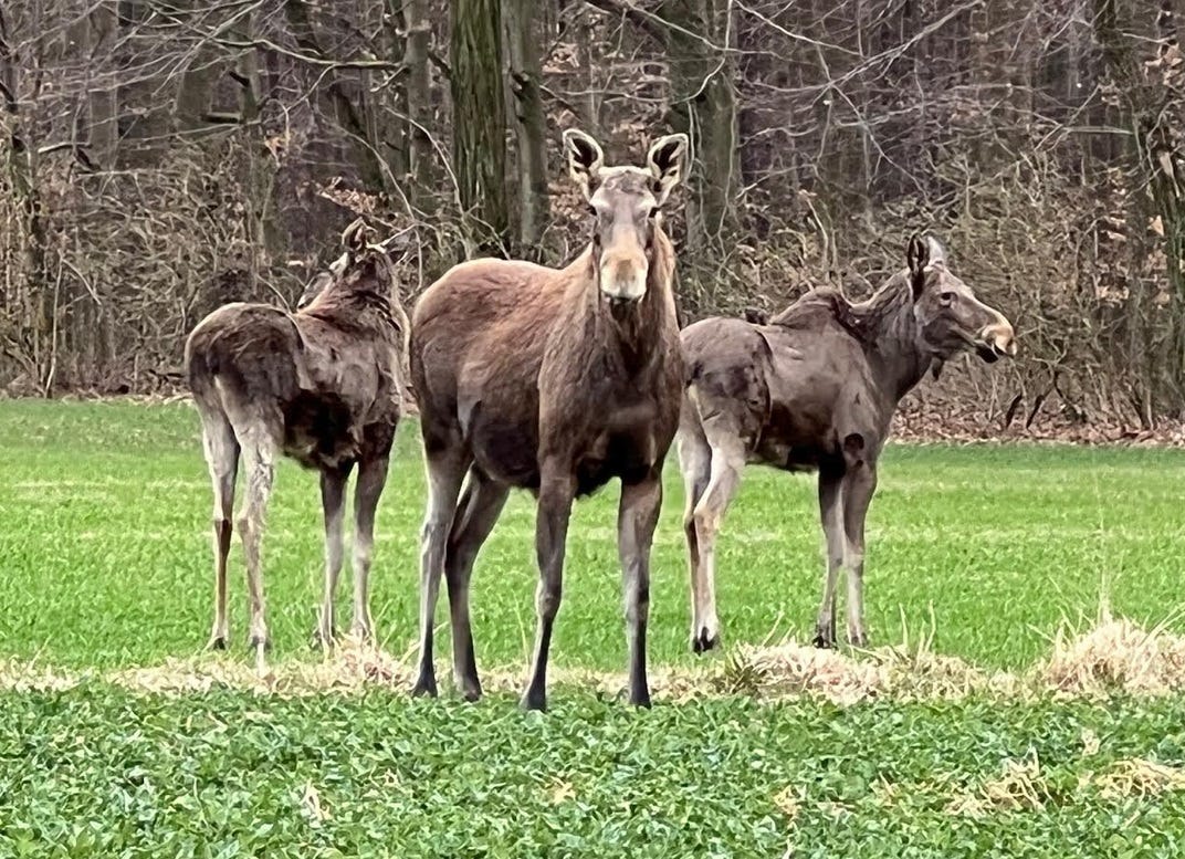 So far, so good. Moose doesn’t want to be a goat, that’s why it will ...