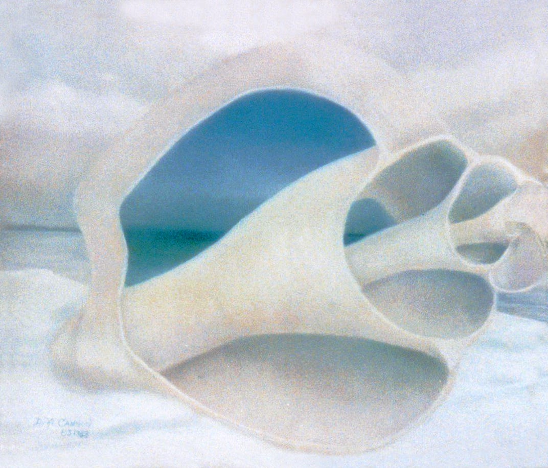 “Shell Fragments #13: Tropical Portal” | by DonnaKazo | Jan, 2025 | Medium