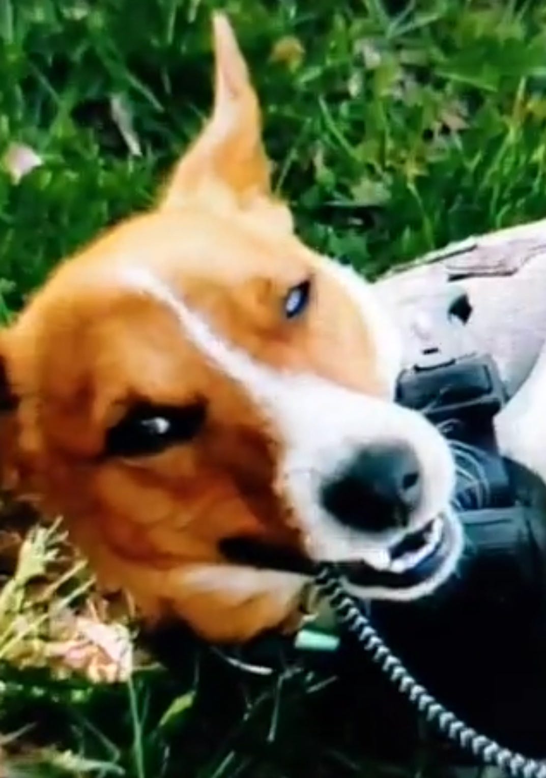 PATRON Doge DAF: The legendary Dogs that save human lives. | by ...