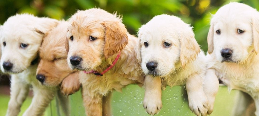 The Pack Principle: Applying Dog Pack Dynamics to Human Relationships ...