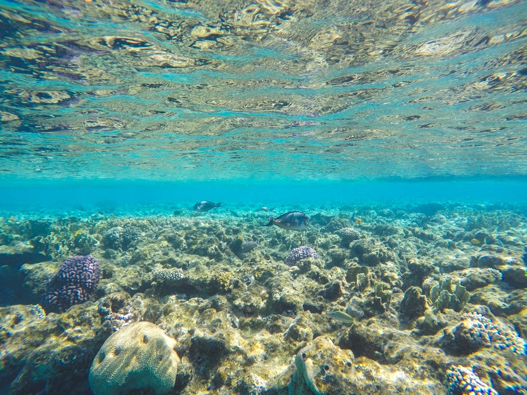 Conserved and used the oceans, seas and marine resources in a ...
