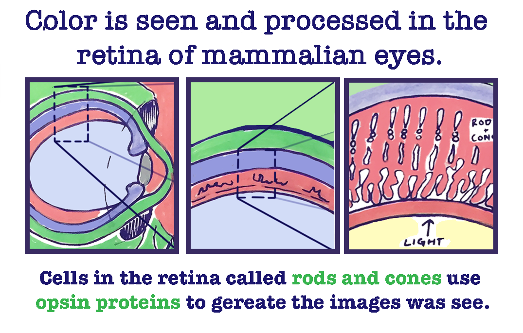 Why do we see the colors we see? and other related color perception ...