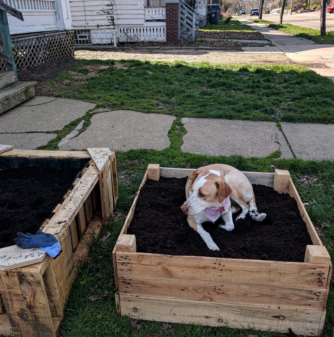 Locavore Exchange. A couple of raised garden beds in a… | by Anne Marie ...