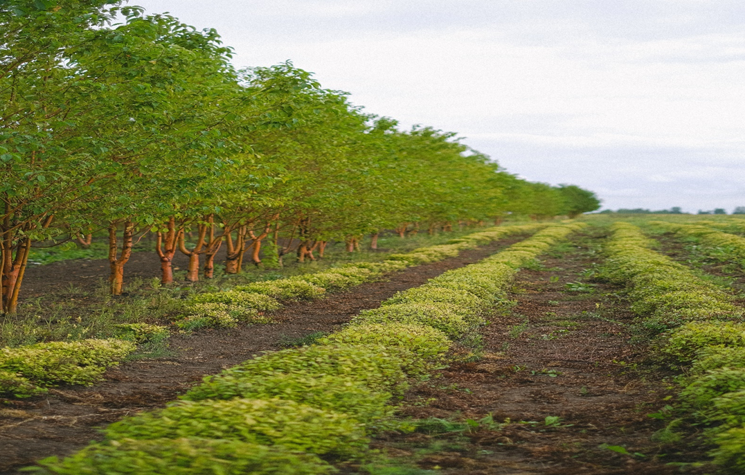 Striking a Balance: Insights from India’s Historical Tree- Plantations ...