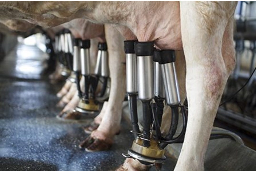 Dairy is an Abomination. Continuing in this A-Z series of animal… | by ...