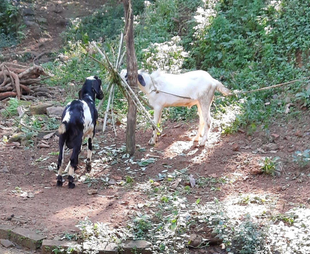 My Unforgettable Adventure with Goats: Lessons Learned and Memories ...