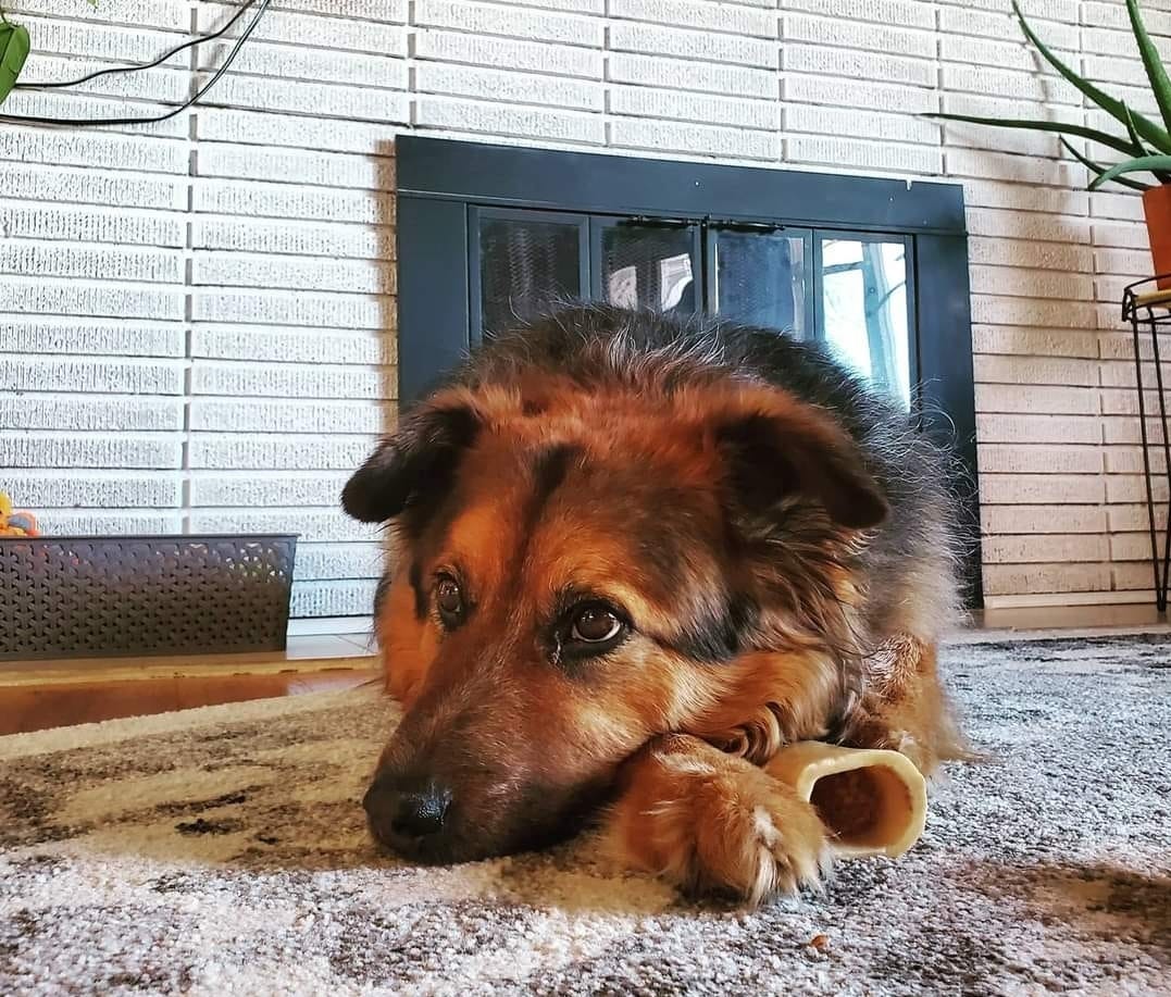 Jake’s Tale- An Owners Reflection on a CAA diagnosis and Mandibulectomy ...