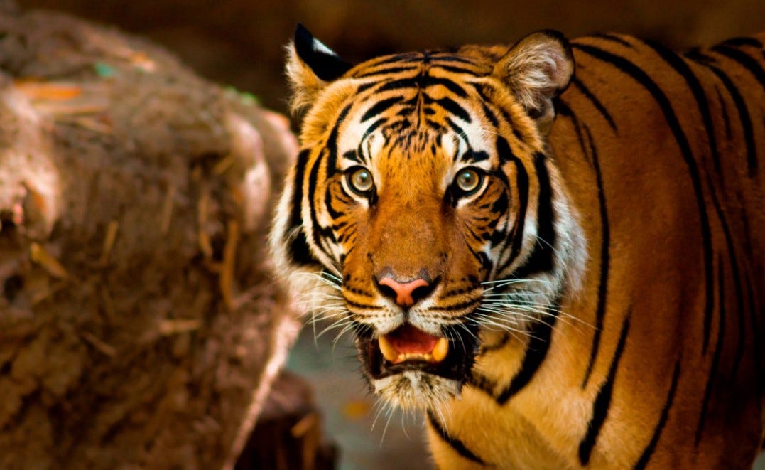 OSINT Combine CTFD — Challenge: Kitty Cats - rootsechax - Medium