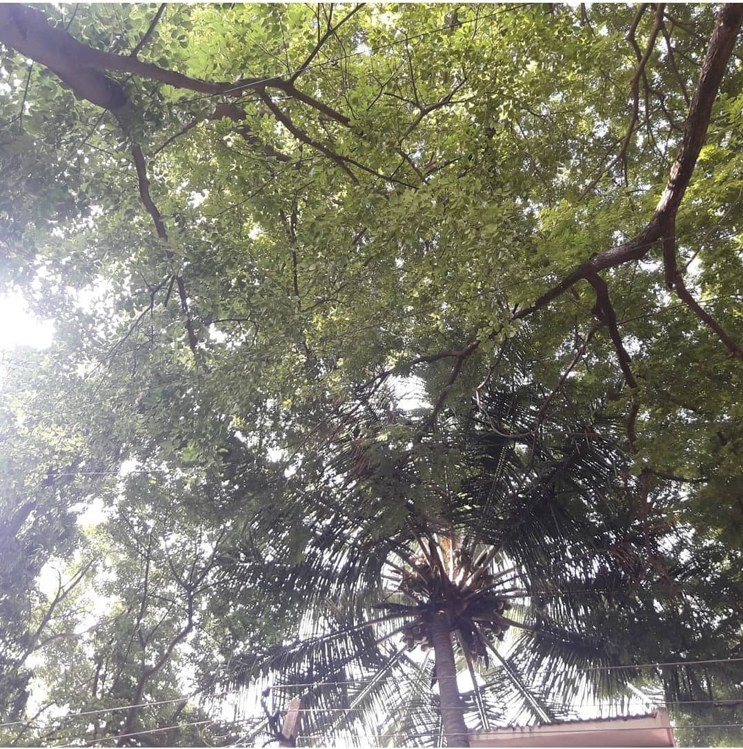 Nature Stories: Under the Canopy. The Vortex | by Malavika Thirukode ...
