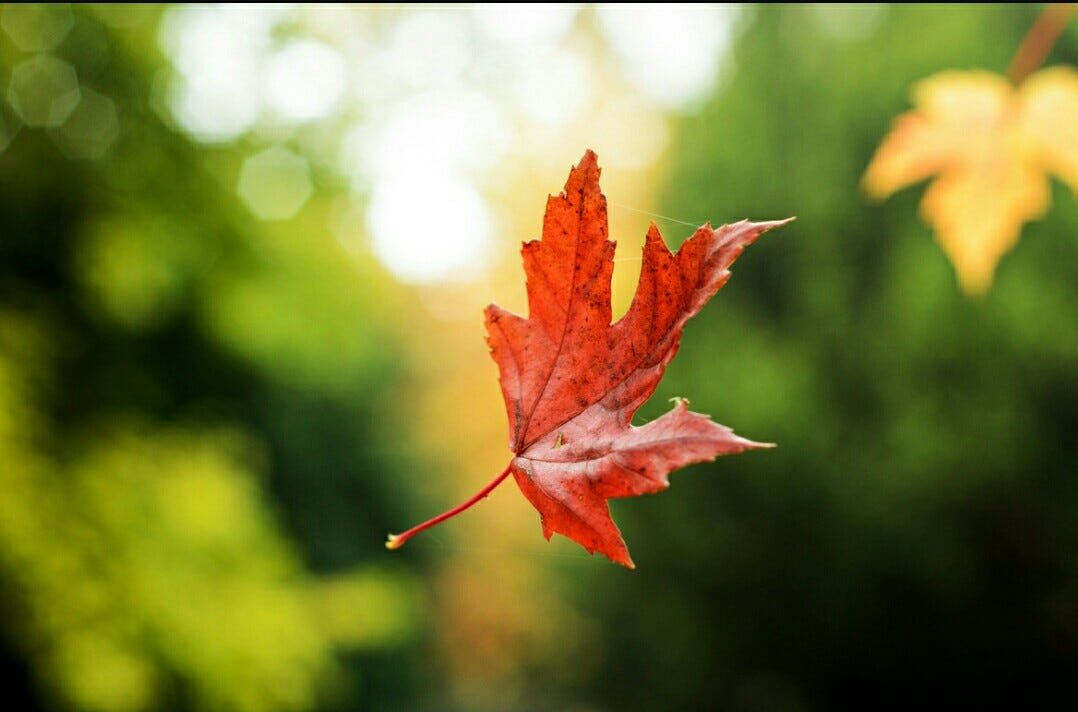 The last dance of a leaf. A leaf I saw today, Swaying in its… | by ...