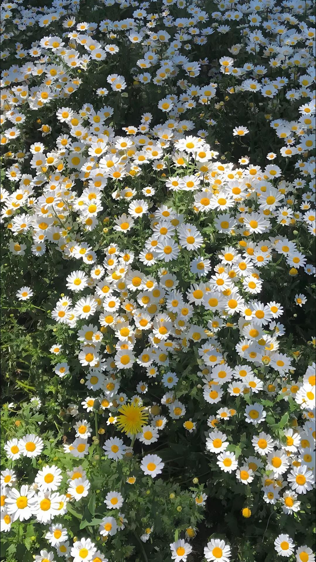 "A vast world and simple dreams" I read those words with a blossoming ...