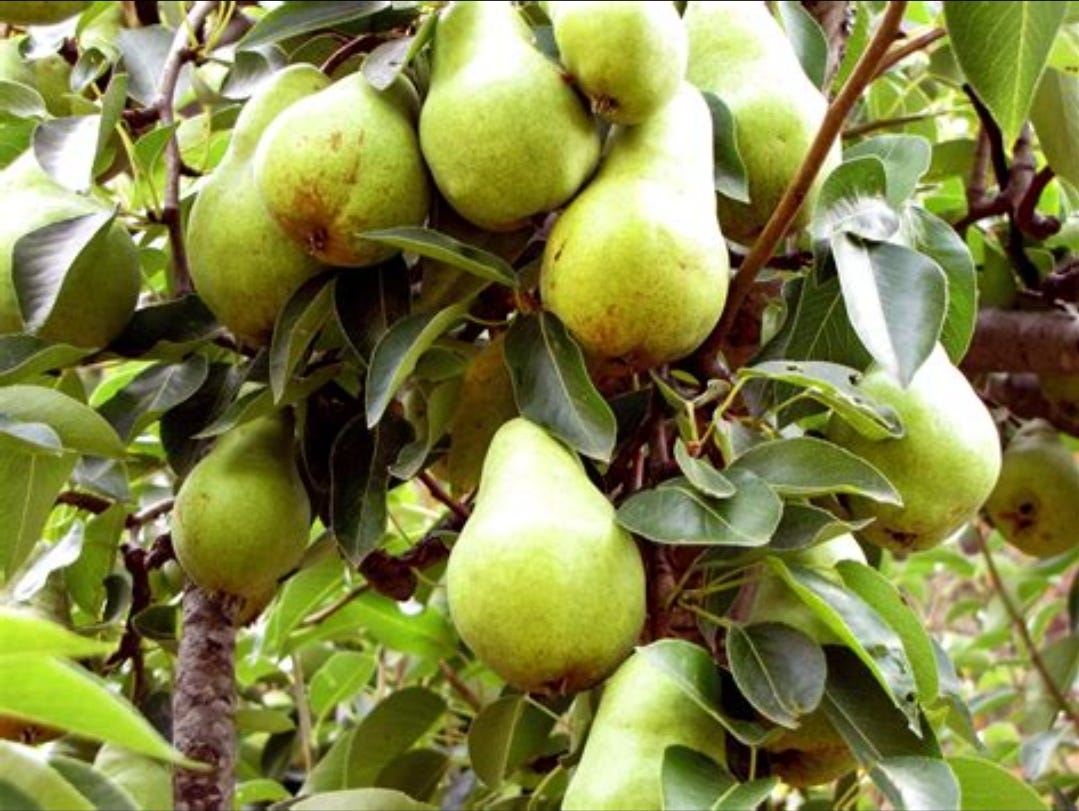 The Pear and Discord. In a grove, just outside the Holy… | by Colt ...