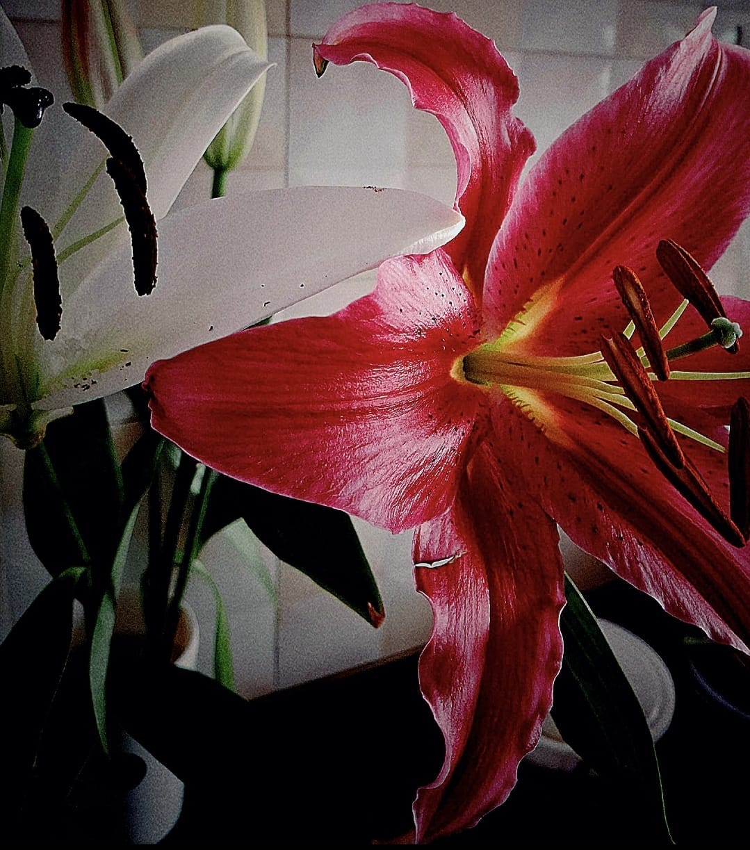 lilies - Manya Gowda - Medium