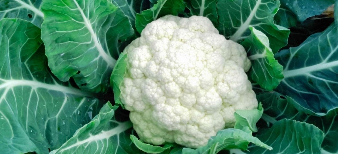 How Eating Cauliflower Can Improve Your Health | by Saleena Sharp ...
