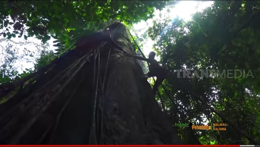 The Ironwood Tree Eusideroxylon Zwageri One Of The Largest Trees In The World Located In