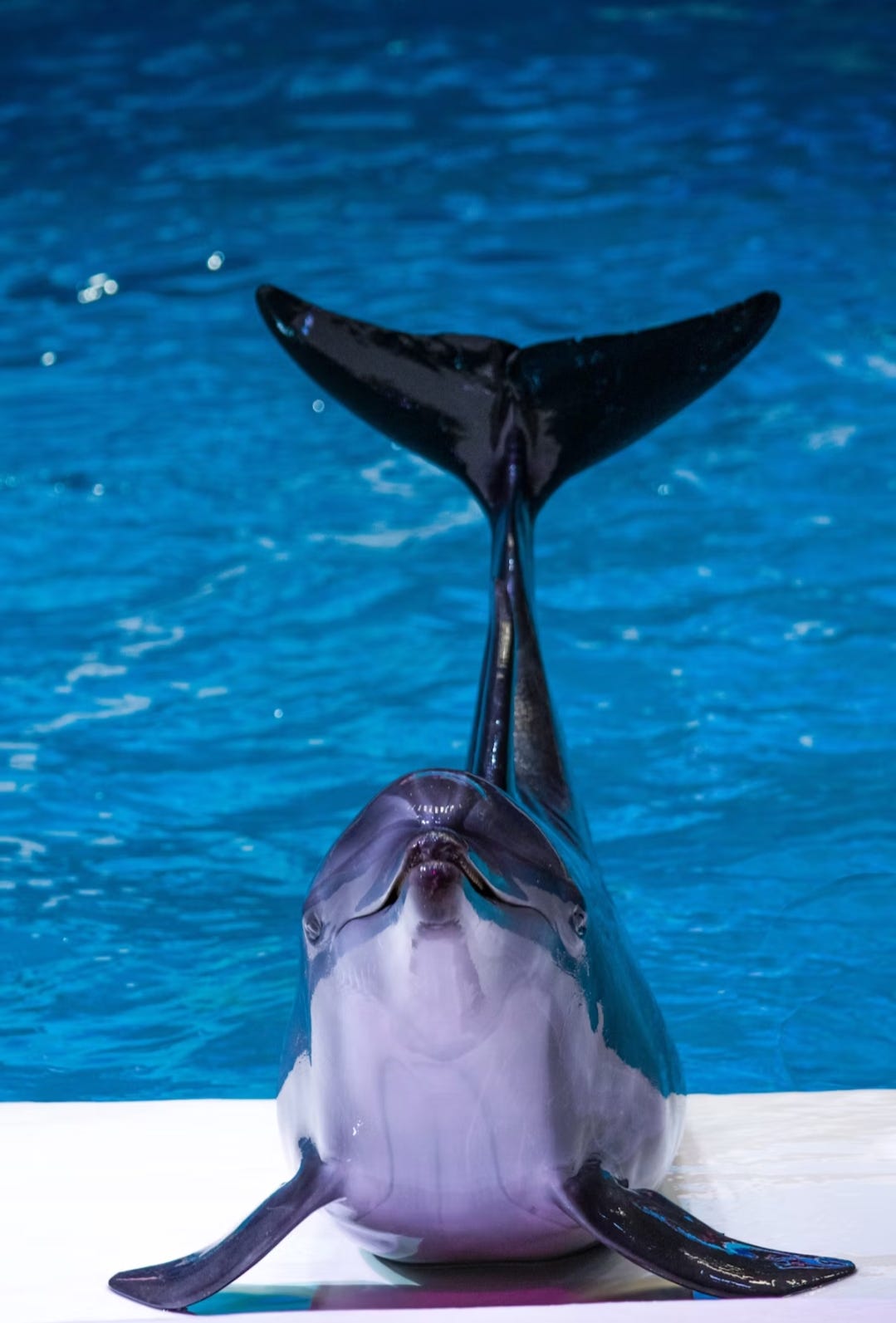 The Dolphin Myth: Secrets, Smiles, and the Negative Effects of ...