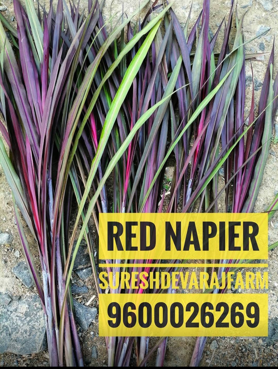 Australian Red Napier. More Details : | by Sureshdevarajfarms | Medium