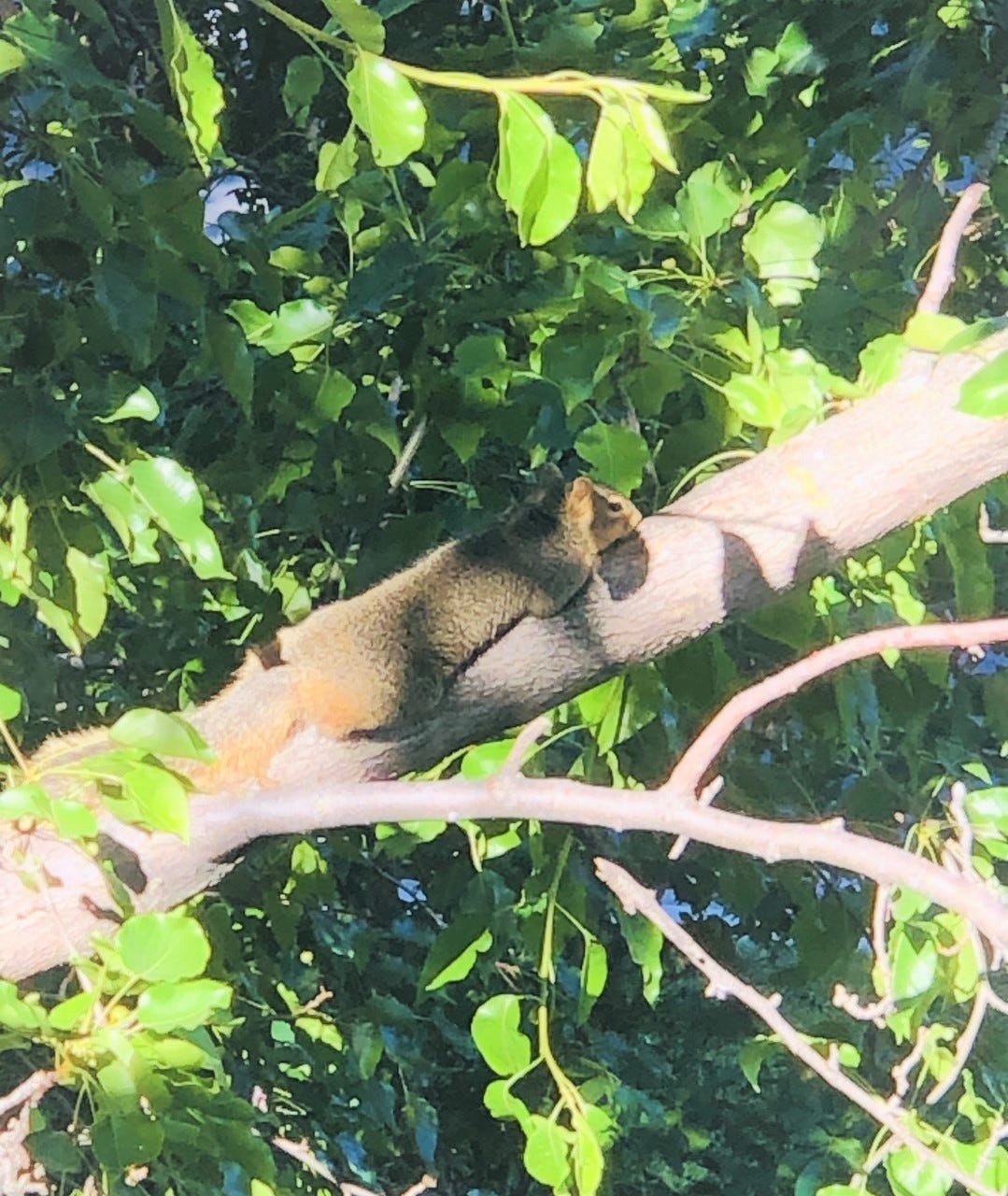SLEEPY SQUIRREL STANZA - Alan Aster - Medium