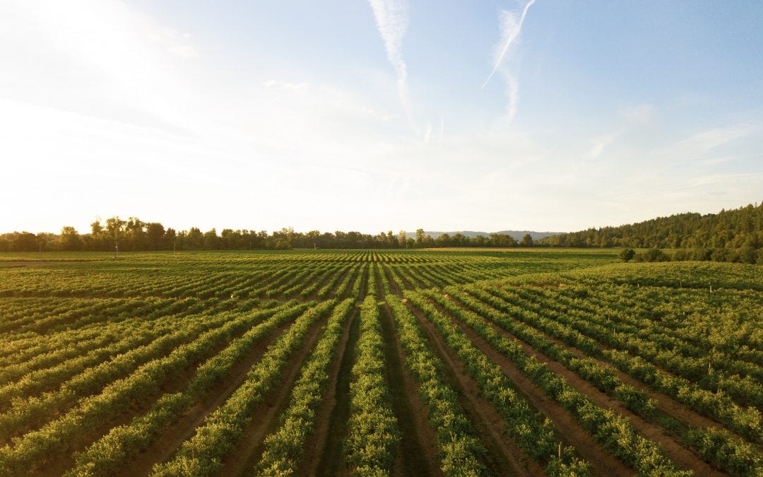 History of Agriculture: Farming Through the Ages | by Pure Greens ...