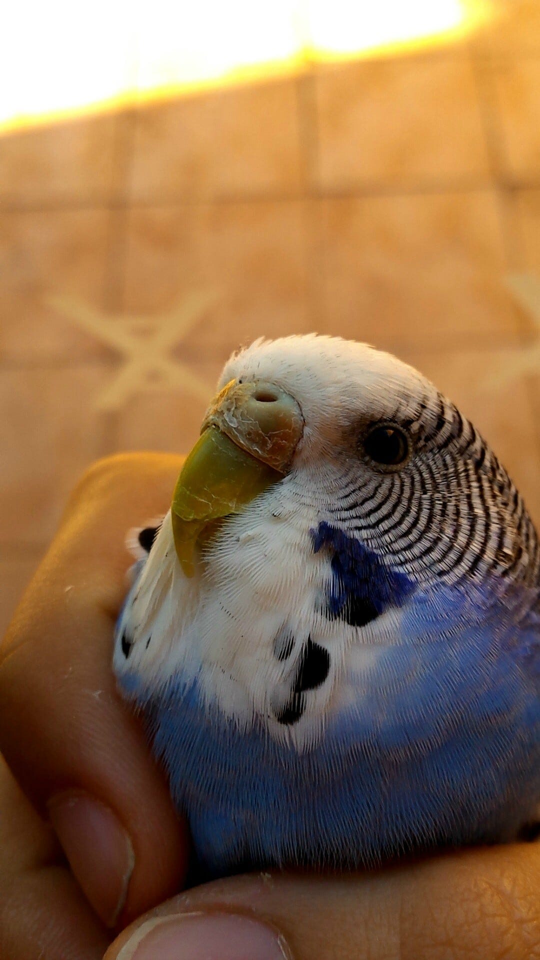 What To Do If Budgie Beak Is Too Long | by Poli Kolymnia | Oct, 2024 ...
