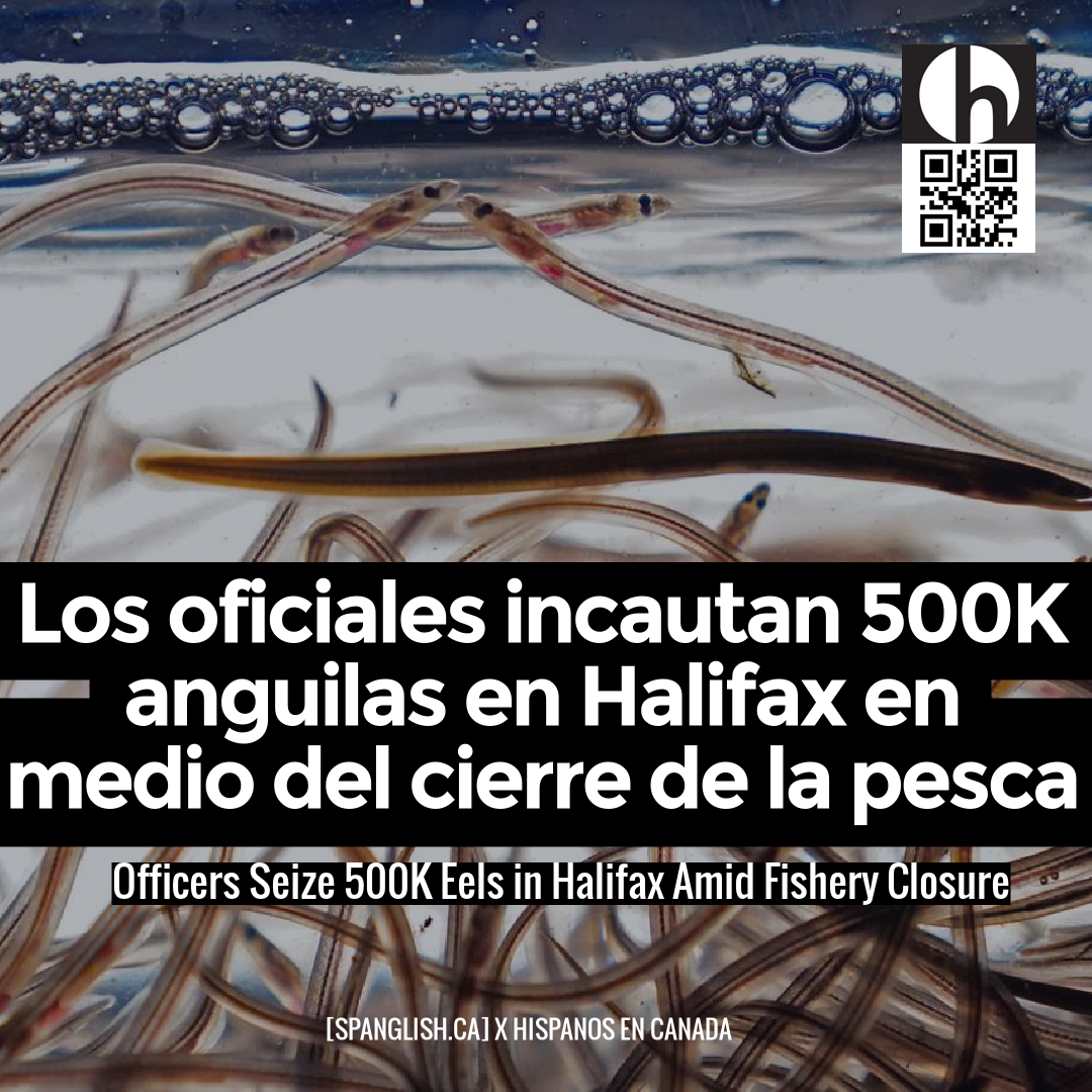 Halifax authorities seized more than 500,000 worth of baby eels outside ...