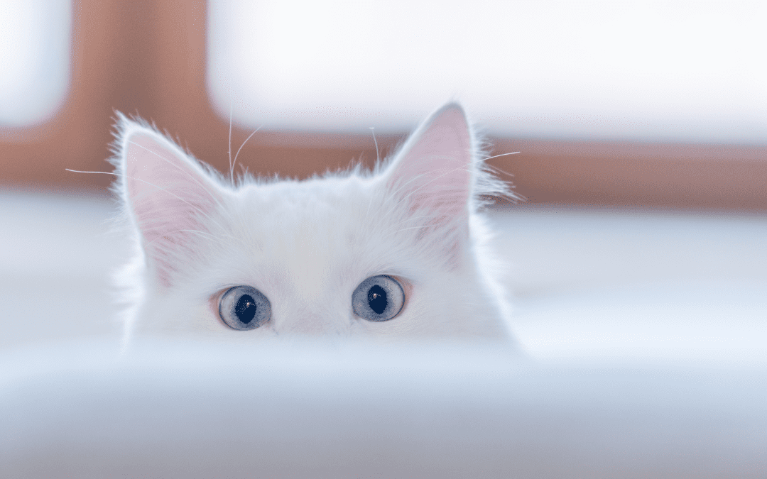 The Fascinating World of Cats: Companions, Hunters, and Mystics | by ...