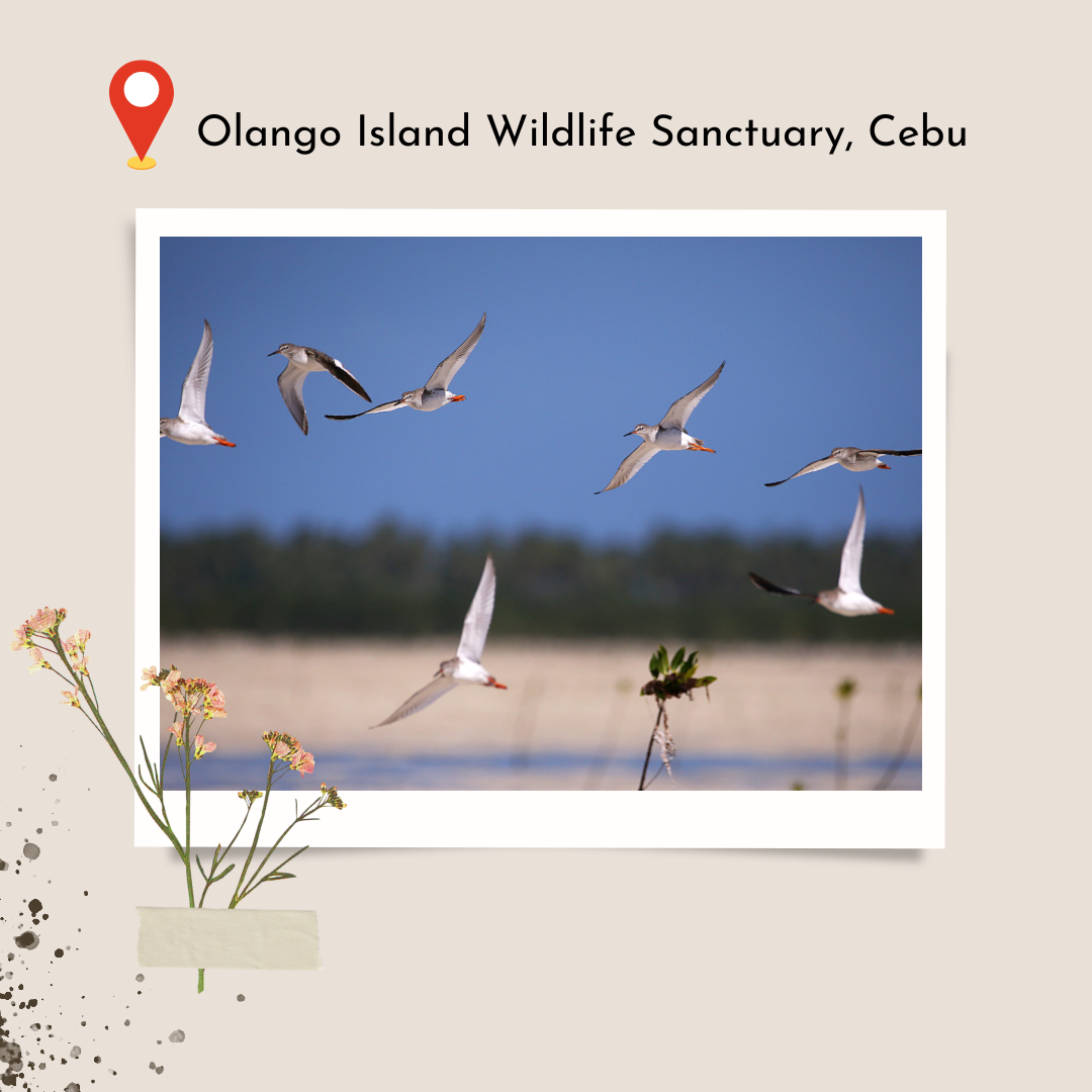 “Discover the Beauty of Olango Island Wildlife Sanctuary, Cebu ...