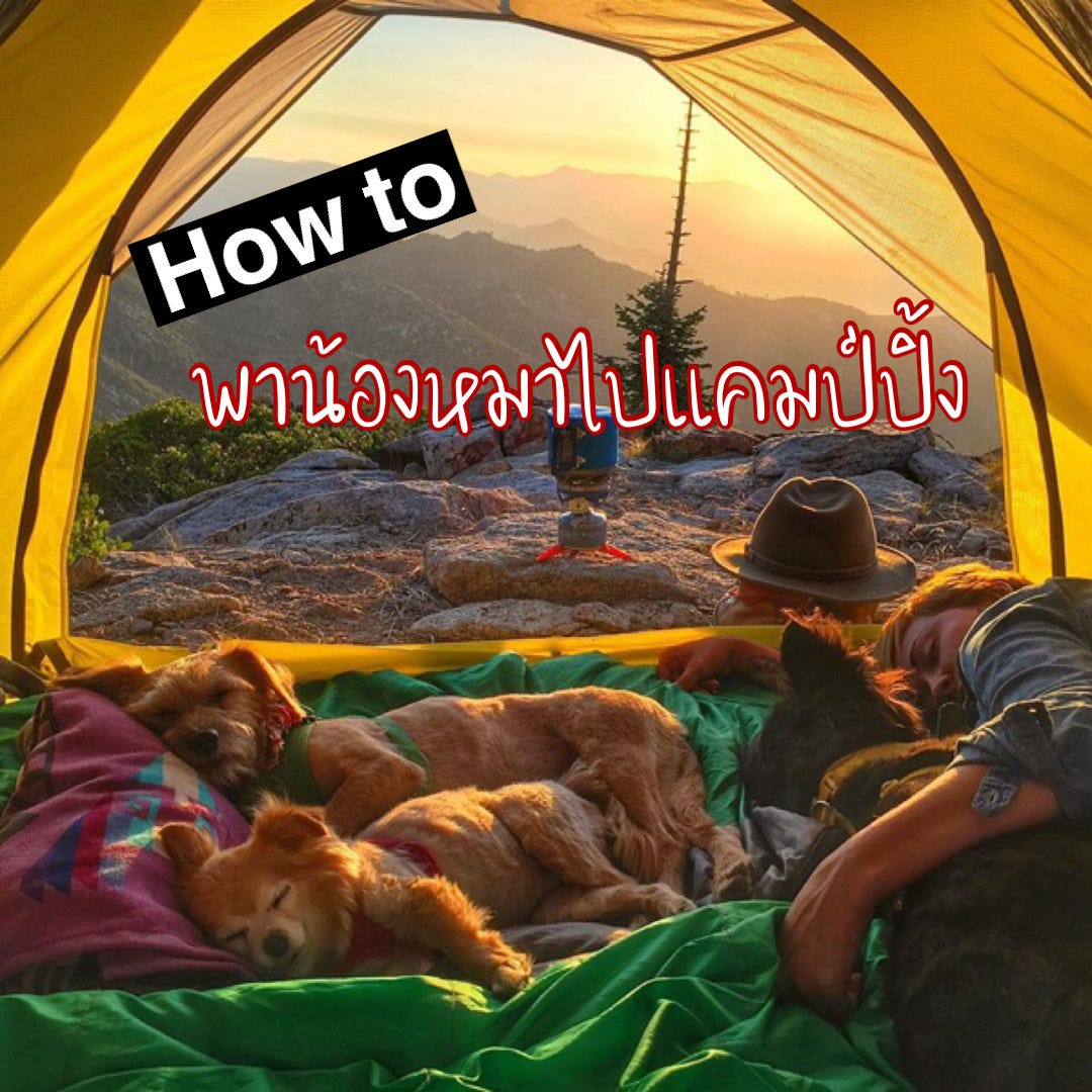 4 เรื่องที่ต้องรู้ ก่อนพาน้องหมาออกไปแคมป์ปิ้ง - G Crimson - Medium