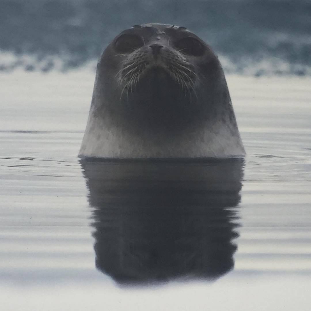 Phoque Arctique
