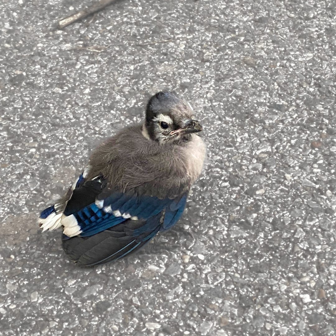 the bluebird of awkwardness. (and adorable grumpiness) | by Kristen ...