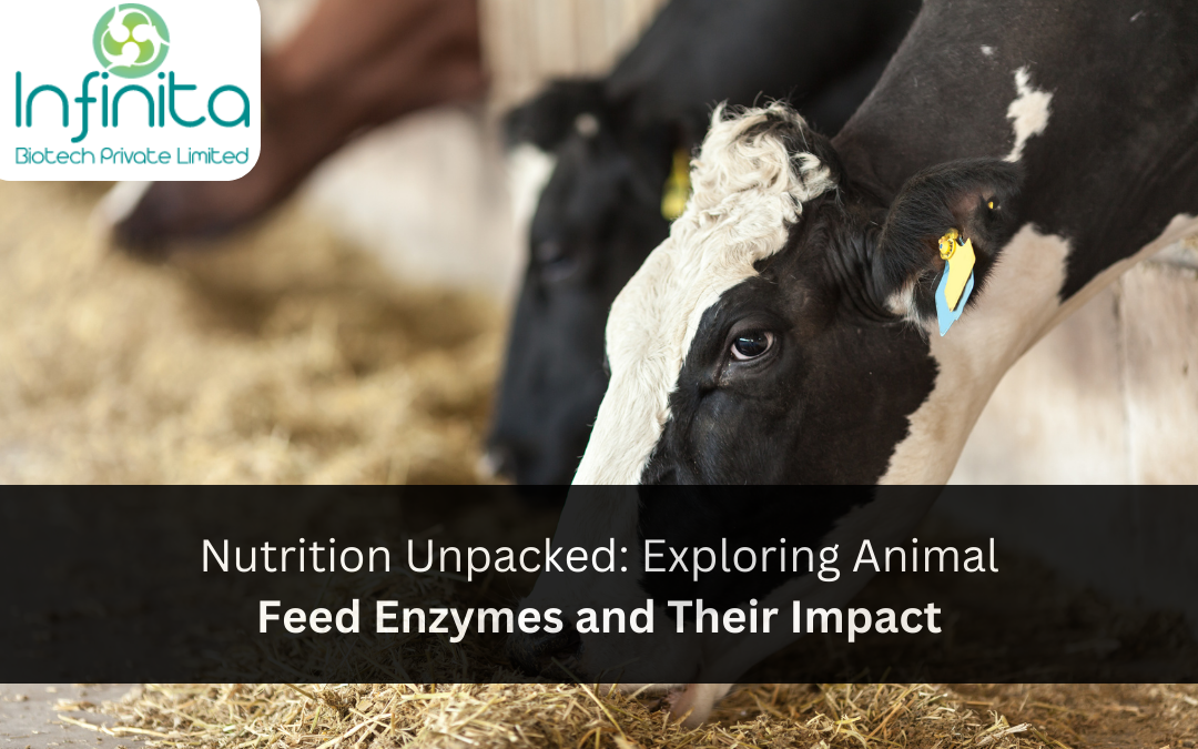 Nutrition Unpacked: Exploring Animal Feed Enzymes and Their Impact | by ...