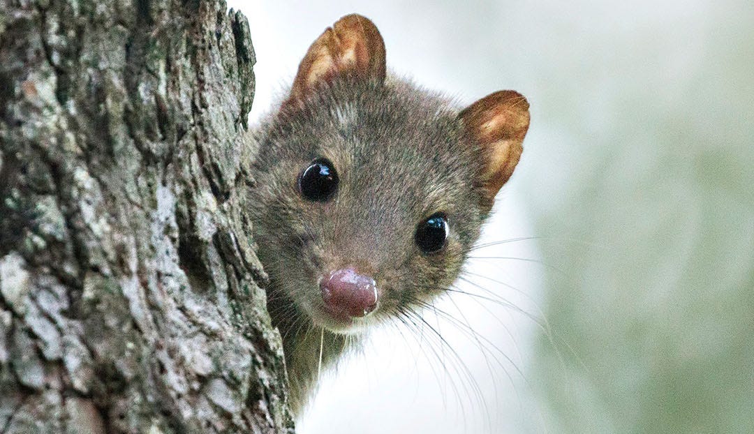 Peek-a-poo: What’s in animals’ number twos? | by NSW National Parks and ...