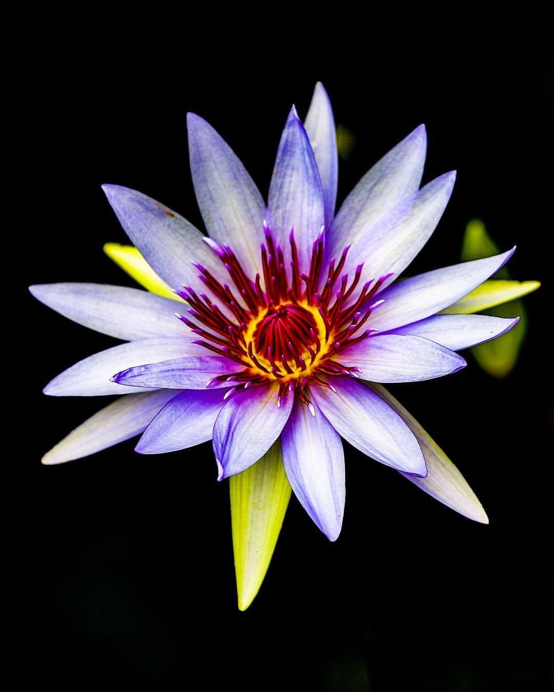 Are We Awake?. The truth in awakening means we can’t… | by Penelope ...