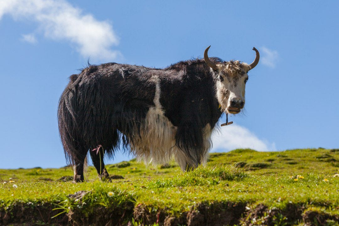 Exploring the Fascinating Linguistic Features of Kuuk-Yak Language | by ...