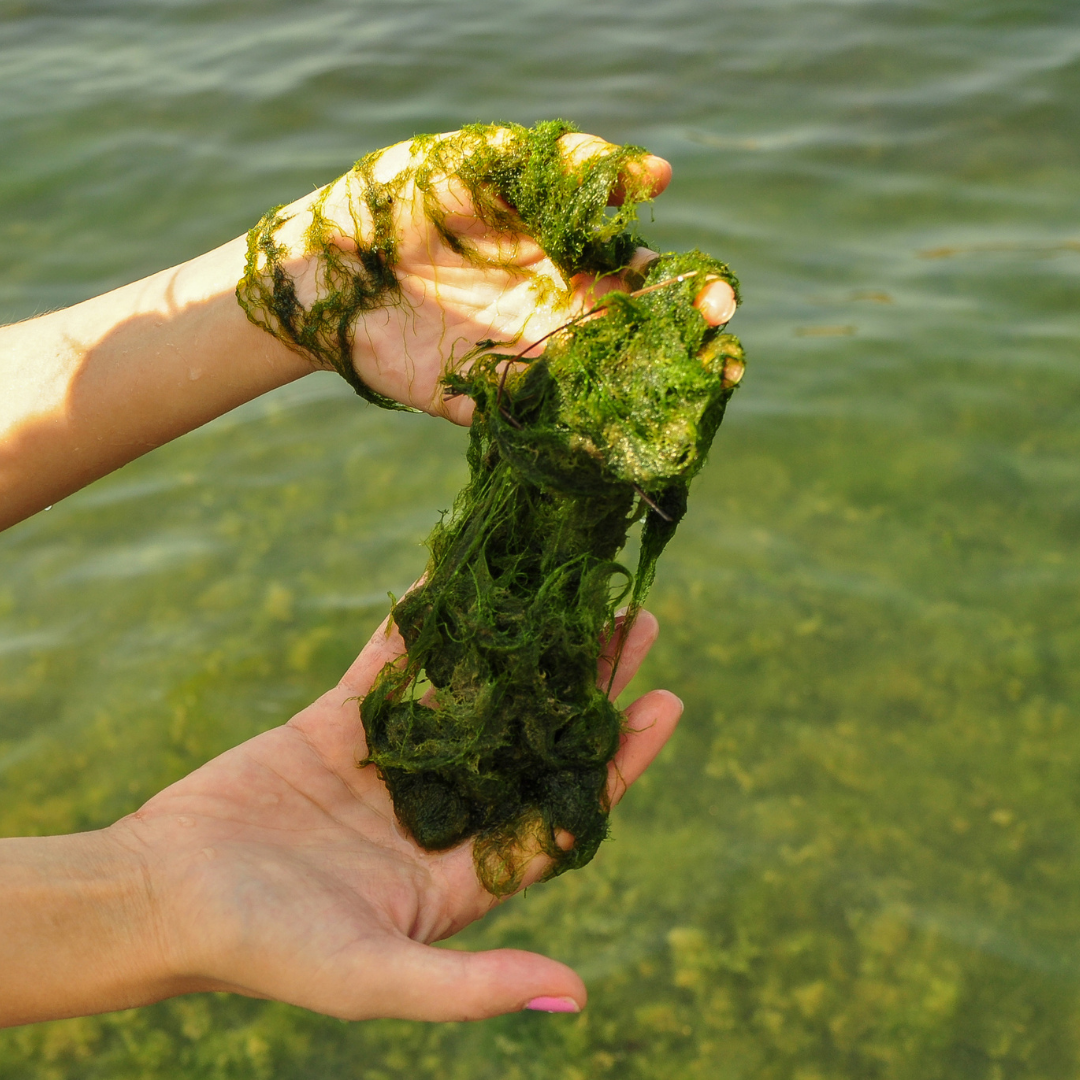Algae Bioreactors: The Secret to Colonizing Mars | by Rhea Grace Mehra ...