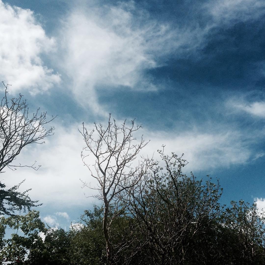 think like a twig.. Such a pretty yet sad sight. | by Vivian | Life ...