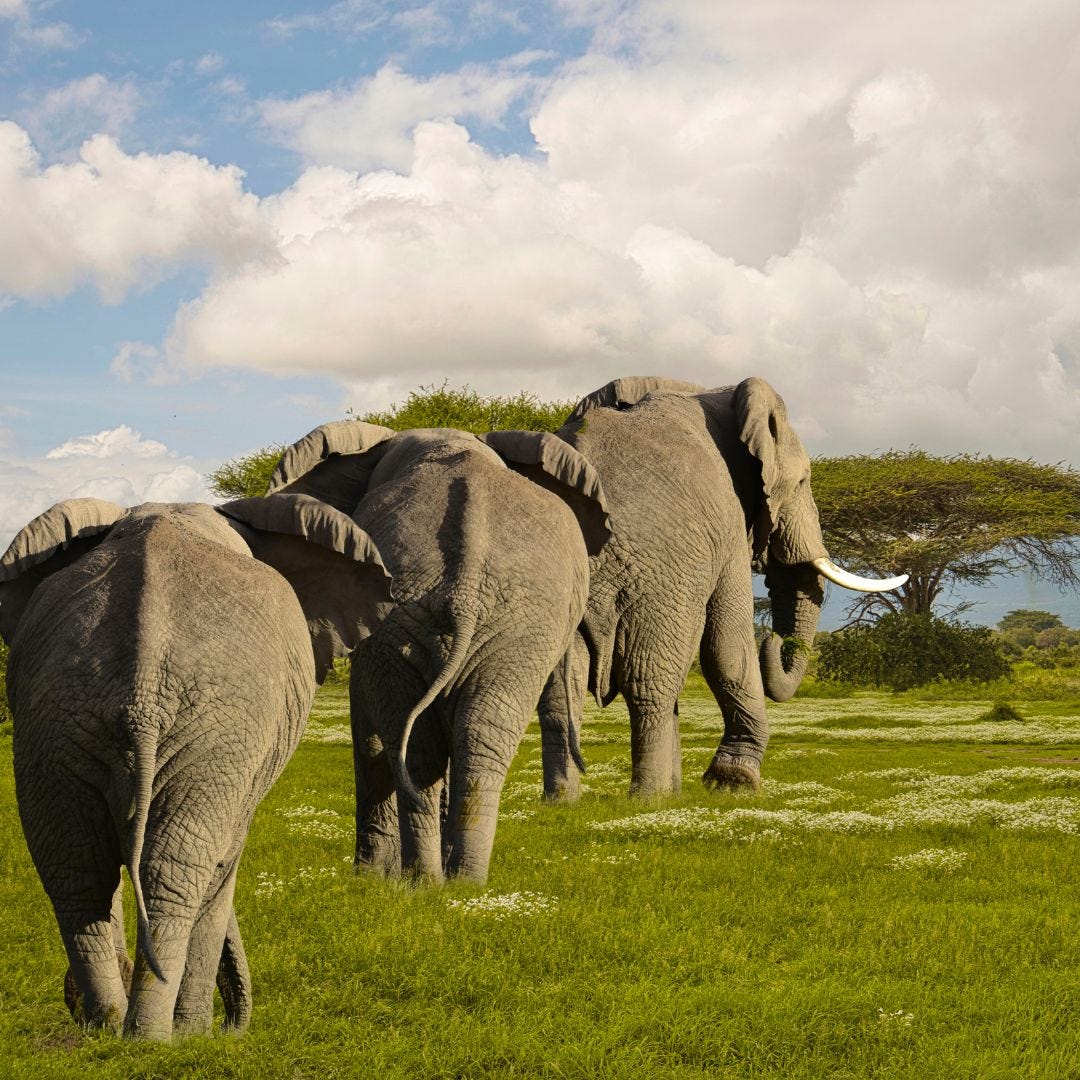 Beyond the Beach: Unique Mombasa Excursions | by Kenya Tru Nomads Tours ...