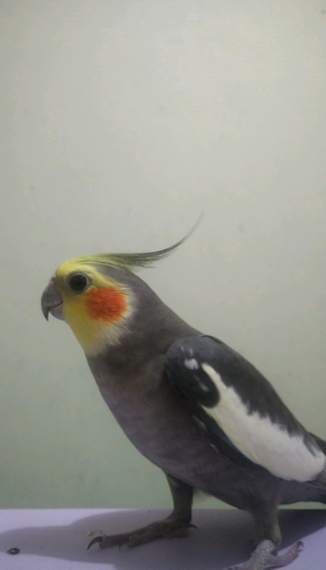 Mengenal Karakteristik Burung Parkit Australia | by Habduhuyasykur | Medium