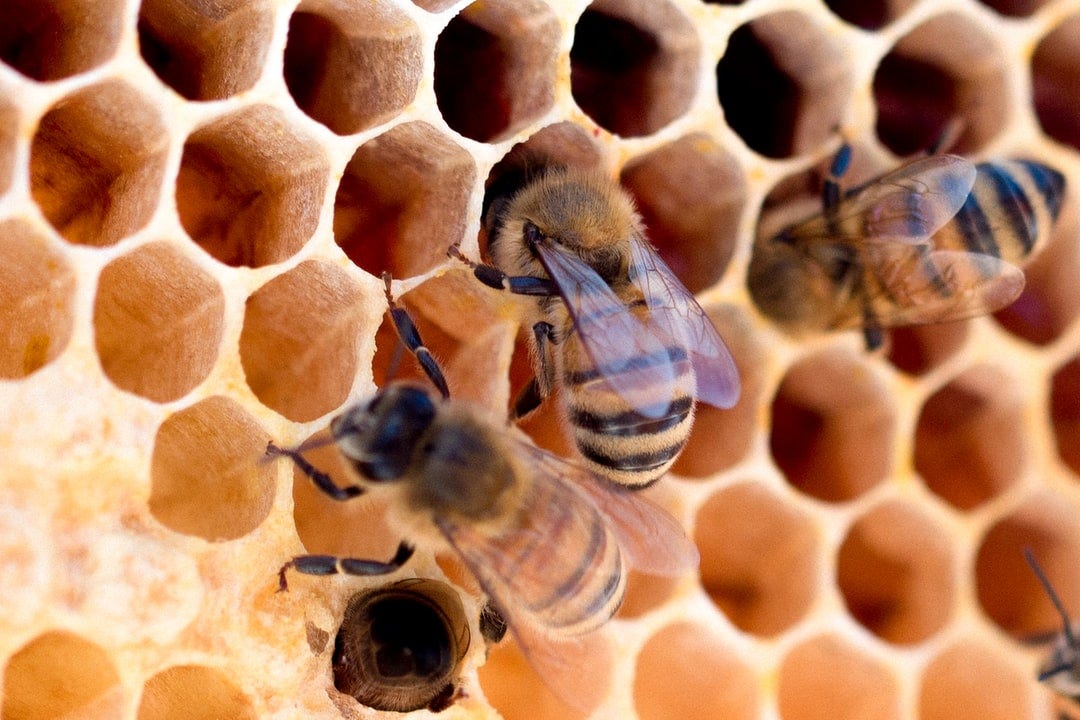 Honeycomb Build Events & The 4 Key Metrics | by Dan Cohen | Cazoo ...