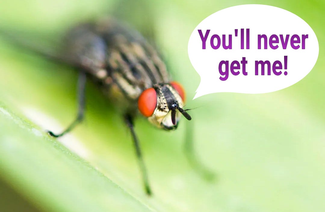 Psycho Fly. A poem to honour the most unflappable… | by gBird | Dec ...