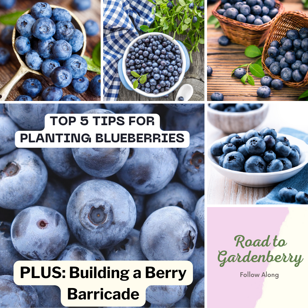 Building a Blueberry Barricade: Top 5 Tips for Planting Blueberry ...