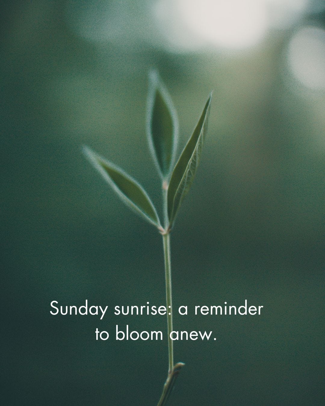 Sunday Spiritual Quotes: A Source of Serenity and Reflection | by ...
