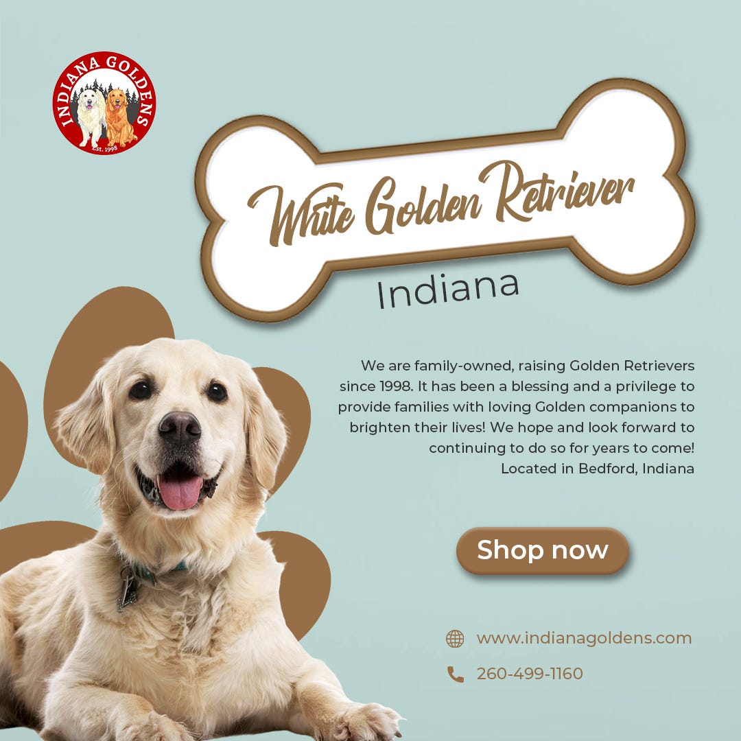 Quality White Golden Retriever in Indiana - Indiana Golden - Medium