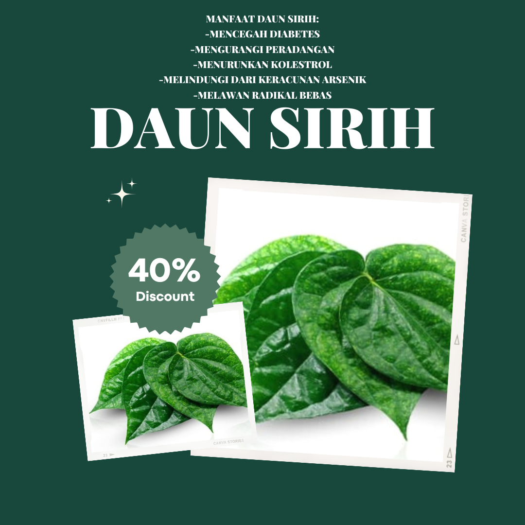 HIGENIS!!, CALL 0813–2868–0537, Pusat Budidaya Herbal Daun Sirih ...