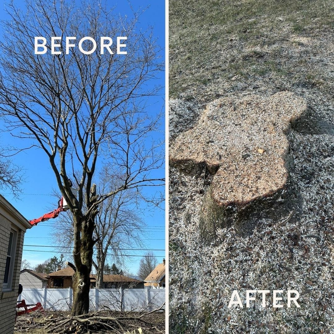 Tree Removal Services in Rochester, NY | by KD Tree Syracuse NY | Apr ...