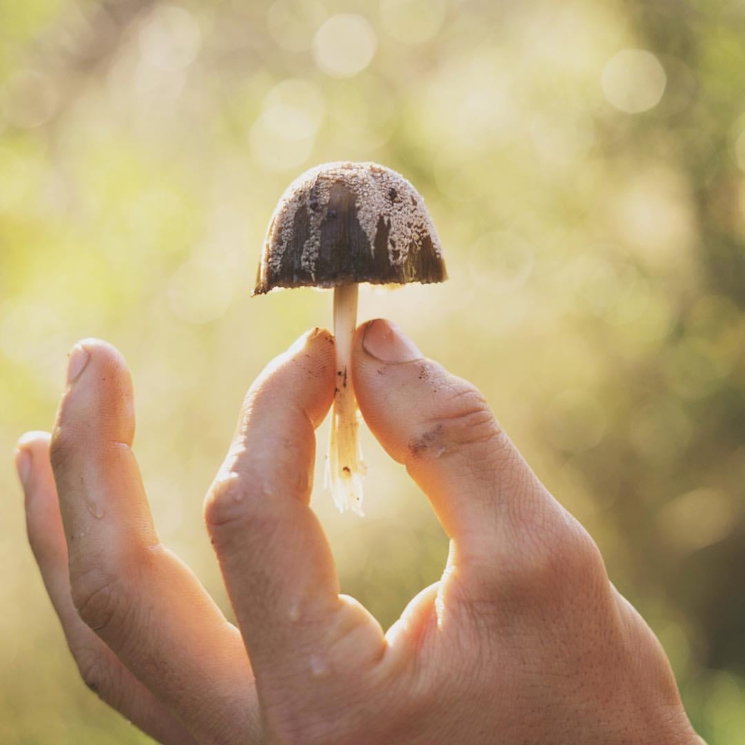 Mushrooms is a Natural Boost for Memory and Focus | by Evergreen Cure ...
