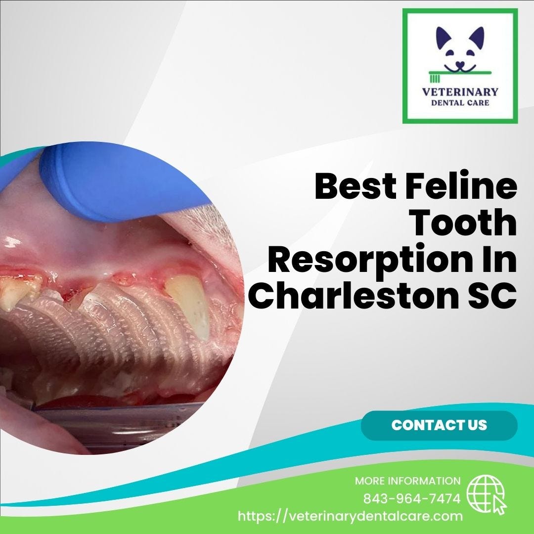 Best Feline Tooth Resorption In Charleston, SC - Veterinary Dental Care ...