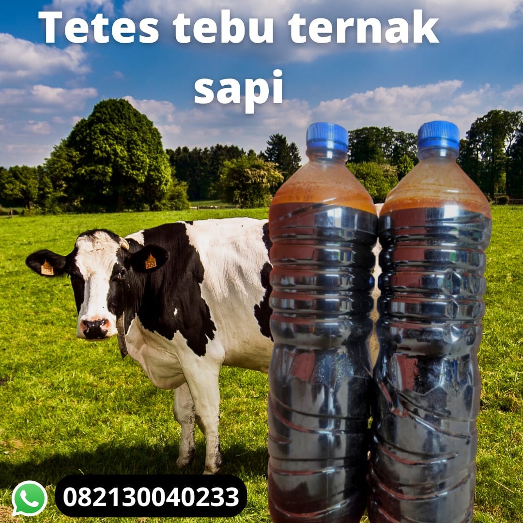 manfaat tetes tebu untuk ternak sapi-082130040233 ...