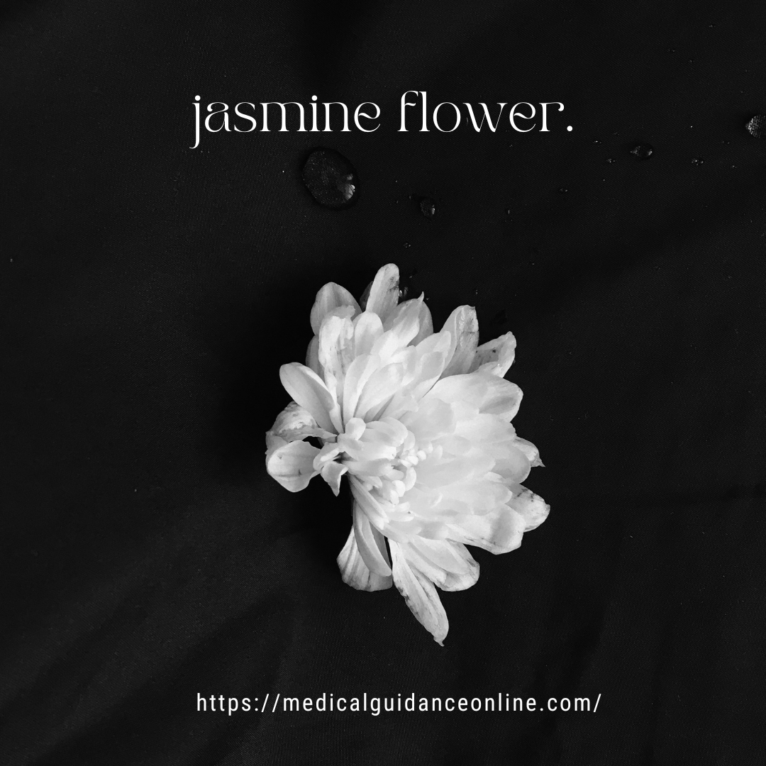 The Jasmine Flower A Symbol of Purity and Elegance | by Erythrina ...