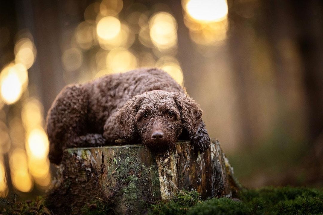 This Photographer Captures Adorable Photos Of Dogs | by Omica ...